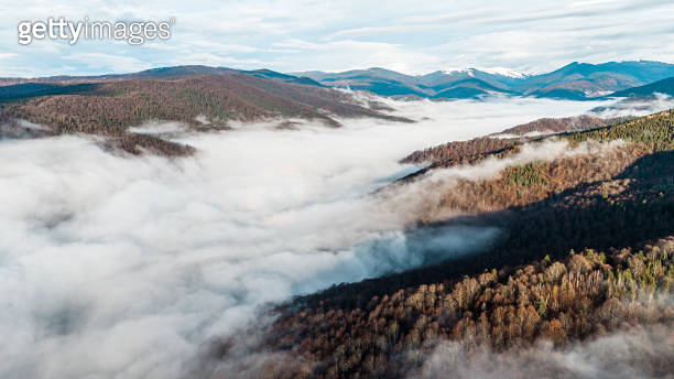 Mountain forest covered with mist. Fog in the forest. Aerial view with ...