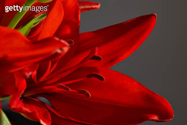 Close up of Orange Lily flower, Wirral, Merseyside, England, Britain ...