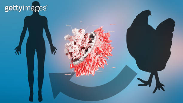 Bird flu virus h5n1, medical illustration surface structure, avian ...