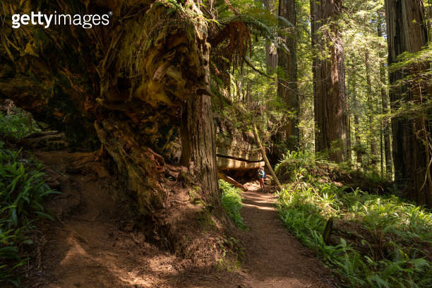 Hiker Stops To Examine A Downed Giant Redwood Tree (2049098321) - 게티이미지뱅크