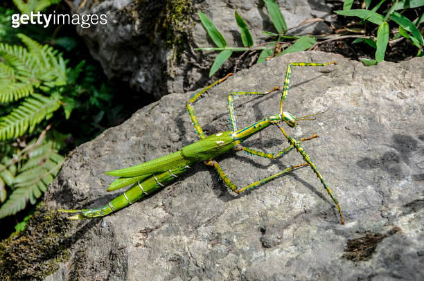 Goliath stick insect 이미지 (2149540971) - 게티이미지뱅크