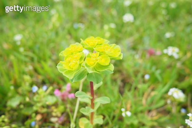 Euphorbia, flowering plant, spurge, Euphorbiaceae. Euphorbia serrata ...