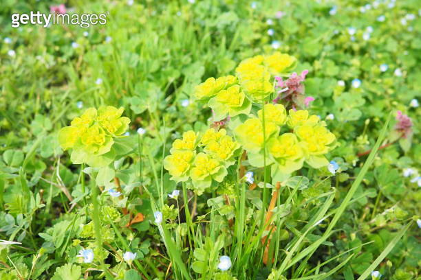 Euphorbia, flowering plant, spurge, Euphorbiaceae. Euphorbia serrata ...