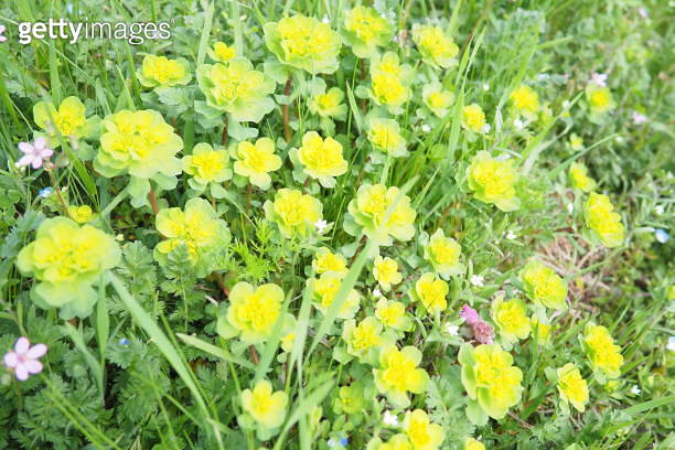 Euphorbia, flowering plant, spurge, Euphorbiaceae. Euphorbia serrata ...
