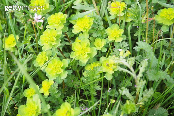 Euphorbia, flowering plant, spurge, Euphorbiaceae. Euphorbia serrata ...