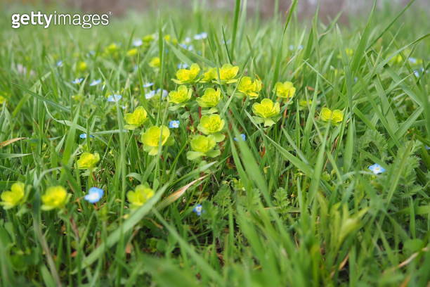 Euphorbia, flowering plant, spurge, Euphorbiaceae. Euphorbia serrata ...