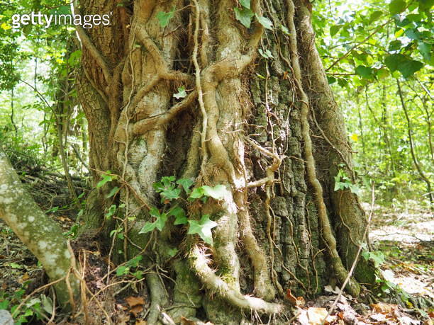 Creepers on tree branches in a European forest. Serbia, Fruska Gora ...