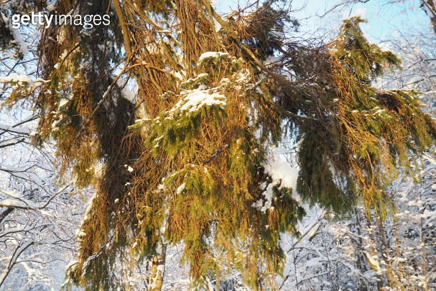 Spruce Picea is a coniferous evergreen tree of the Pine family Pinaceae ...