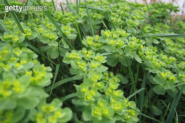 Euphorbia, flowering plant, spurge, Euphorbiaceae. Euphorbia serrata ...
