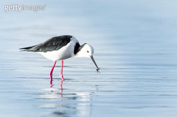 Pied stilt wading and seaching for crab (2151830105) - 게티이미지뱅크