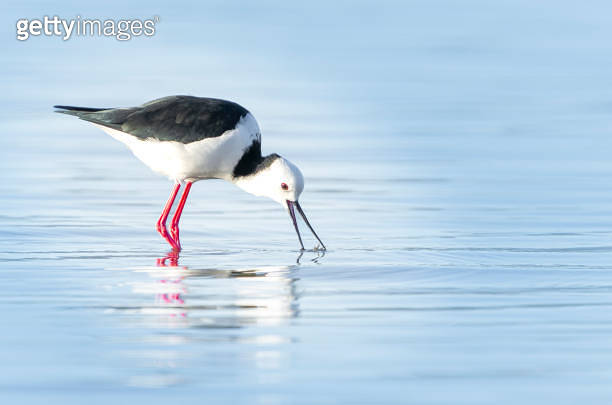 Pied stilt wading and seaching for crab (2151830210) - 게티이미지뱅크