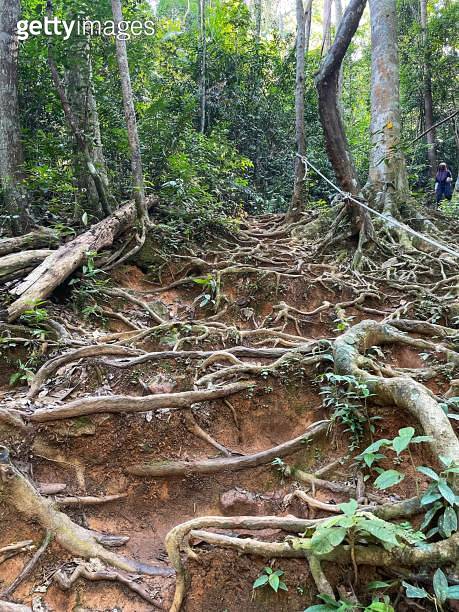 well trodden path with big tree roots at Lambak Mountain (2164172575 ...