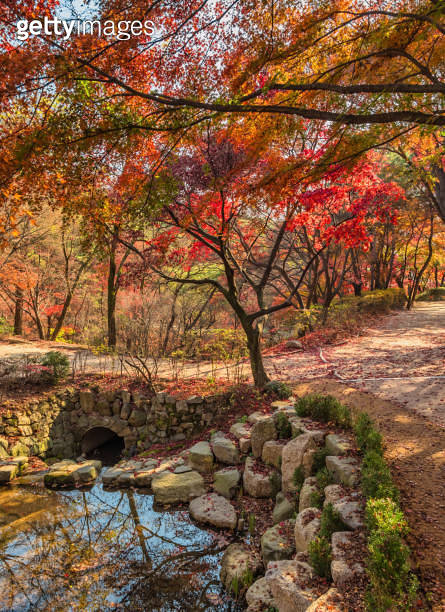 Seoul South Korea, red maple tree leaf at Samcheong Park in autumn ...