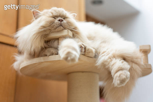 A yellow cute fat british longhair cat lies and sleeps on a wooden cat ...