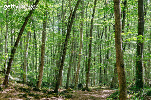 Trail in beech forest, located in northern Spain, Girona. 이미지 ...