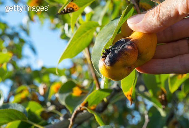 Rust on pear leaves. European pear rust is a fungal disease of pear ...