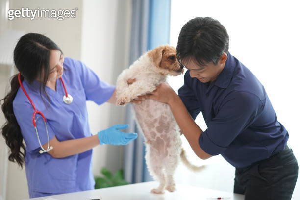 Pet health check and people, Shih Tzu dogs and veterinary doctors with ...