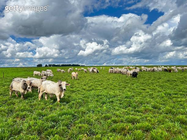 Pasture with nellore intensive beef cattle on tropical climate. High ...