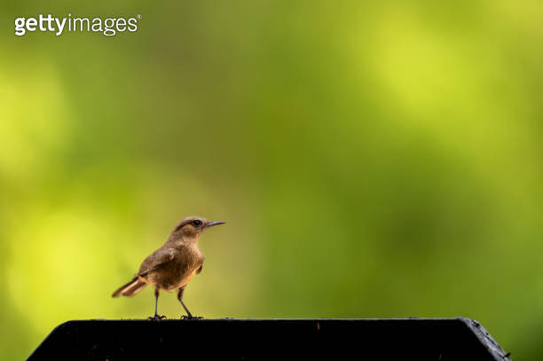 brown rock chat or Indian chat or Oenanthe fusca bird species perched ...