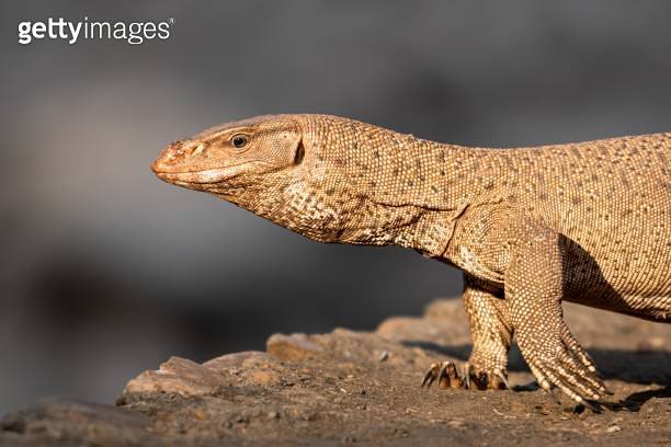 monitor lizard or bengal monitor or common indian monitor or varanus ...