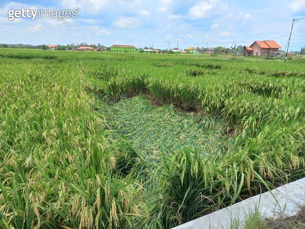 Rice plants collapsed due to natural disasters 이미지 (2139940088) - 게티이미지뱅크