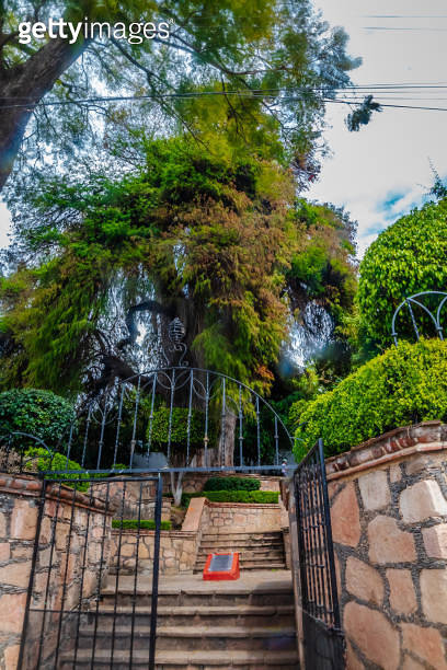 public park with huge and old tree, ahuehuete de valle de bravo state ...