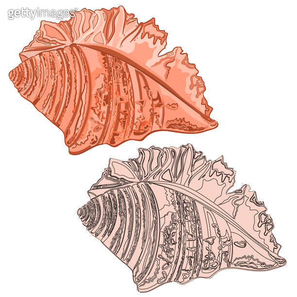 Marine seashell strombus latus natural and like an engraving object ...