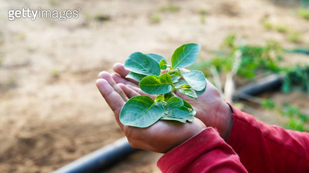 Ashwagandha or Withania somnifera young plant in a little girl hand ...