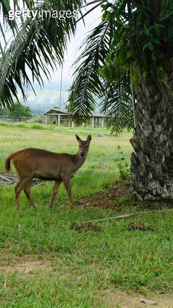 Graceful Encounter: Deer Amidst Palms and Greenery near palm Tree 이미지 ...