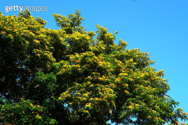 Flowering narra tree or Pterocarpus indicus tropical tree in ...