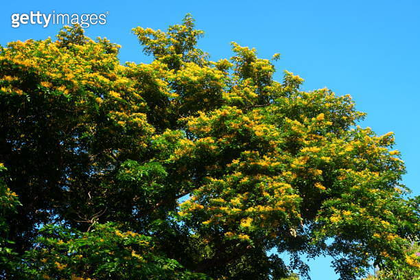 Flowering narra tree or Pterocarpus indicus tropical tree in ...