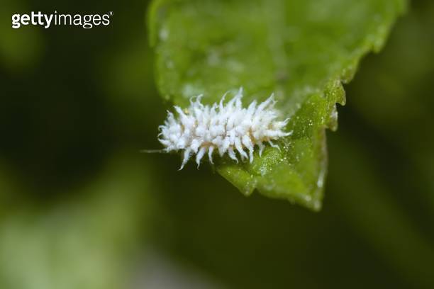 Planococcus citri, commonly known as the citrus mealybug isolated on a ...