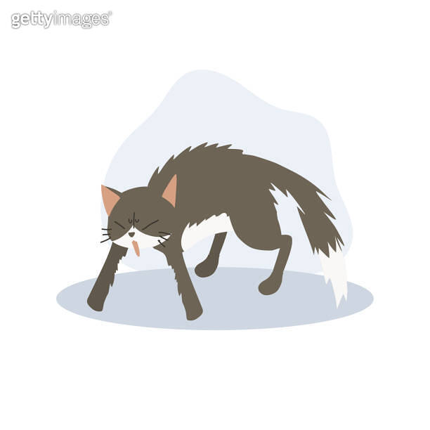 Cat in Aggressive Posture with Fluffed Up Fur. Frightened Cat. Scared ...