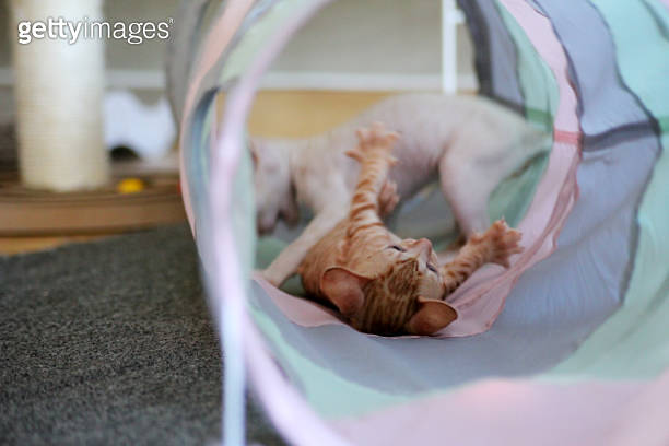A ginger Cornish Rex kitten on it’s back when playing with another ...