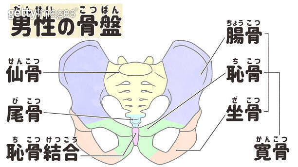 Male pelvis anatomy front view Labeled diagram (2072814139) - 게티이미지뱅크