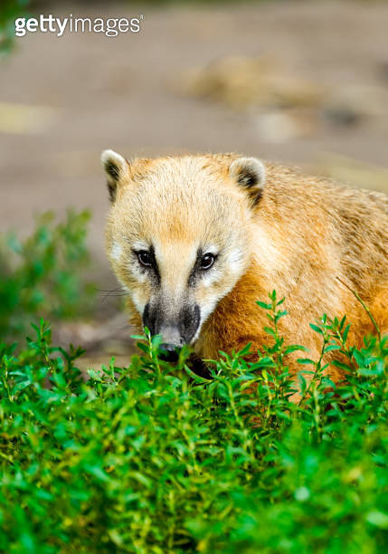 Portrait of a coati. Nasua. Animal close-up. 이미지 (1919124907) - 게티이미지뱅크