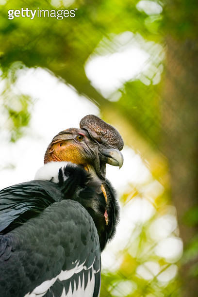Portrait of an Andean condor. Bird in close-up. Vultur gryphus ...