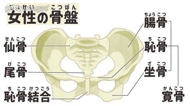 Female pelvis anatomy front view Labeled diagram (2072813630) - 게티이미지뱅크