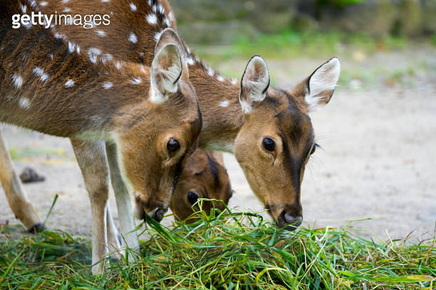 Sika deer in nature. Animals in close-up. 이미지 (2116898867) - 게티이미지뱅크