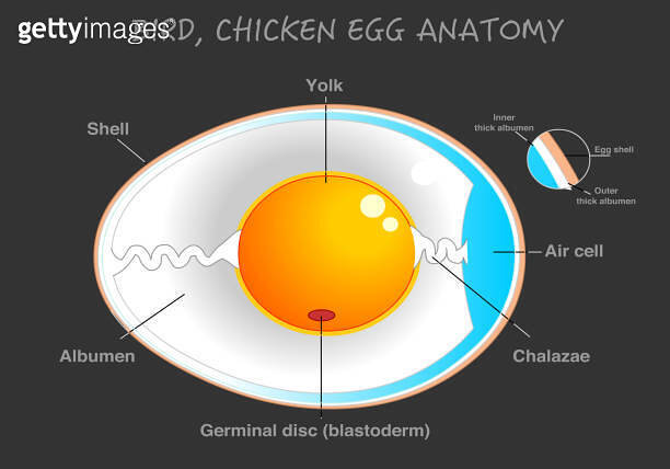 Bird, chicken egg diagram. Egg anatomy labeled. Cross section. Yolk ...