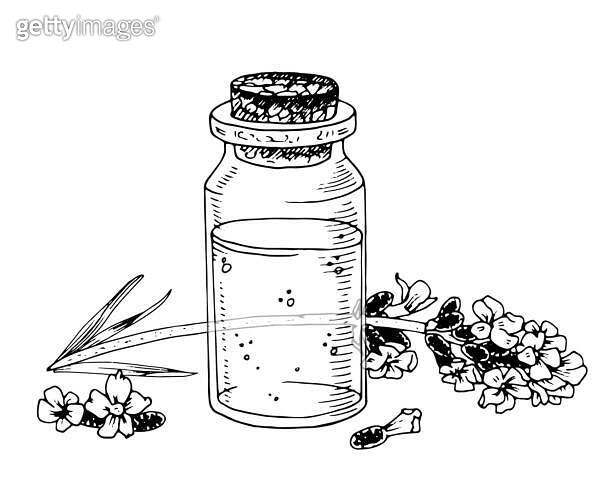 Lavender Oil bottle Vector line art. Black and white drawing of ...