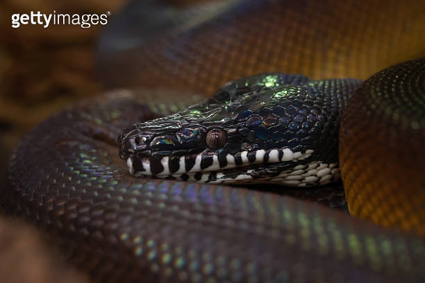 Close-up portrait of a white-lipped python (Leiopython albertisii) or ...