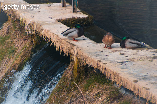 Ducks on a river dam in a public park 이미지 (1995501378) - 게티이미지뱅크