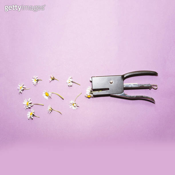Stapler and flowers creative concept isolated photo. (2016020104) - 게티이미지뱅크