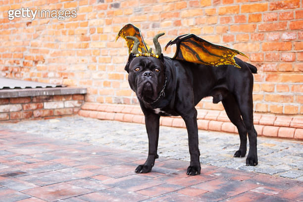 A black Cane Corso dog, wearing a dragon costume with wings and horns ...