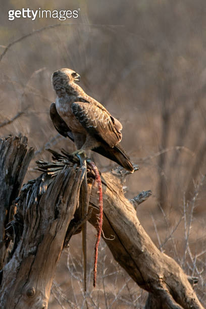 Snake eagle [circaetus gallicus] with killed snake in Krueger National ...
