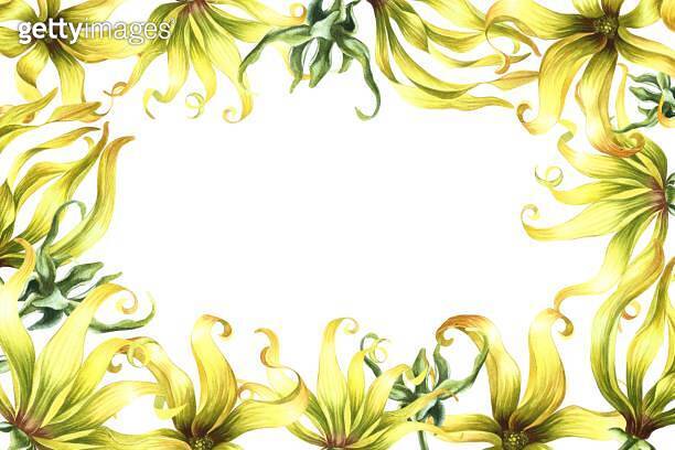 A frame with ylang-ylang flowers. A border with exotic fragrant yellow ...