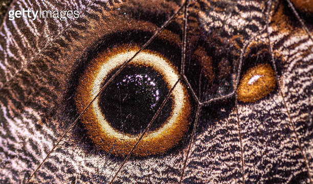 Details of a wing of a brush-footed butterflies or four-footed ...
