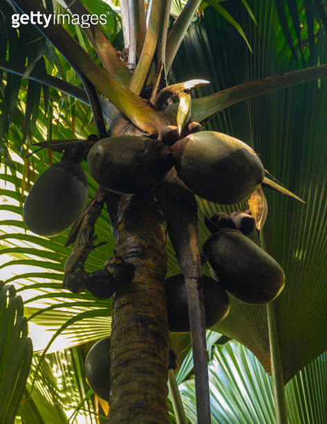 Coco de mer or sea coconut, or double coconut is the largest and ...