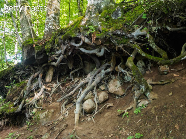 The powerful and beautiful root system of trees, gracefully intertwined ...